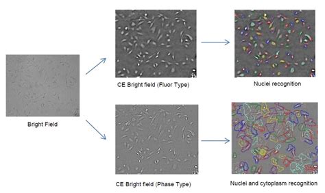 Analysis Tutorial For Cellpathfinder Hela Ce Bright Field