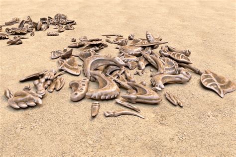 Fossil Bones And Skulls 3d Animals Unity Asset Store Fossil Bones And Skulls 3d Animals Unity Asset Store