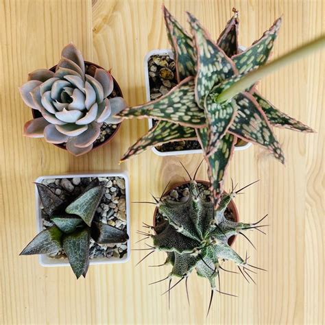 Набор суккулентов - купить в интернет-магазине суккулентов :: myPlants ...