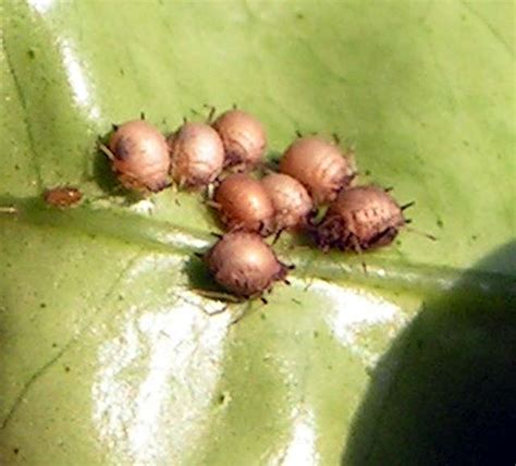 Brown Citrus Aphid