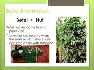 Facts About The Dangers Of Betel Nut Chewing Pdf
