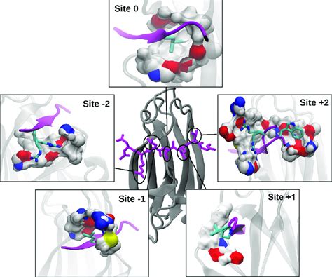 Substrate Interacting Sites Of Dnak The Center Image Shows A Nrllltg