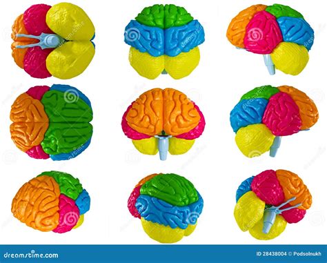 a 3d model of a brain pulsating and lit up in different colors as it