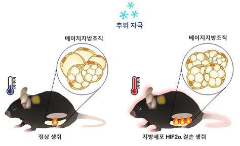 지방세포 제어를 통한 체온조절기능 규명 연구성과 연구 서울대학교