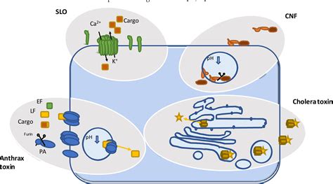 Figure 1 From Some Examples Of Bacterial Toxins As Tools Semantic Scholar