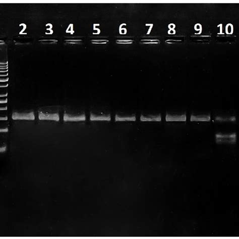 Three Percent Agarose Gel Electrophoresis Of Ecor1 Restriction Enzyme