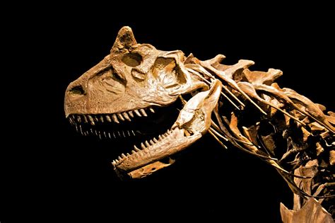 Как Carnotaurus стана известен като месояден бик