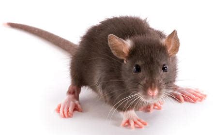 Year Of The Rat