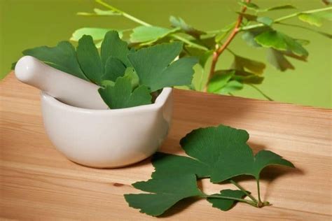 Does Ginkgo Improve Memory Thinking About Health