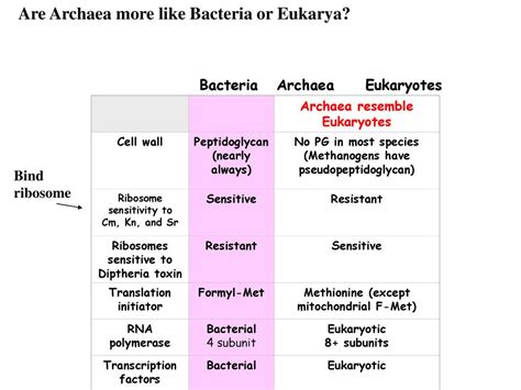 Classification of prokaryotic cellular features: - ppt download