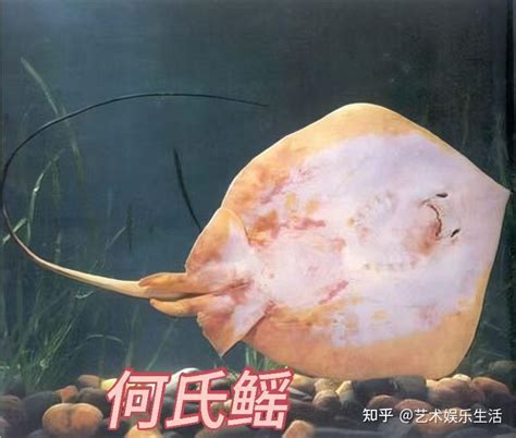 9种鳐科的鱼类，隐藏在深海的鱼类 知乎