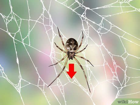 How To Identify A Cobweb Spider Steps With Pictures WikiHow