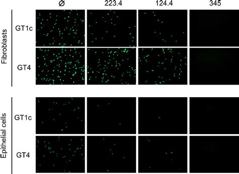 Figure 2 From Polymorphic Forms Of Human Cytomegalovirus Glycoprotein O