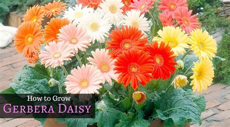 Gerbera Daisy Guide The Only Gerbera Daisy Resources You Will Ever Need Home Gardeners