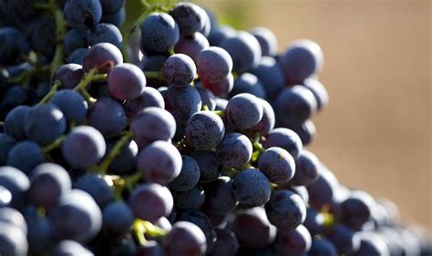 I Vigneti Cantina Santa Maria La Palma Alghero