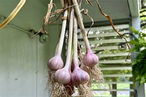 Curing Garlic Properly For Long Term Storage Geeky Greenhouse