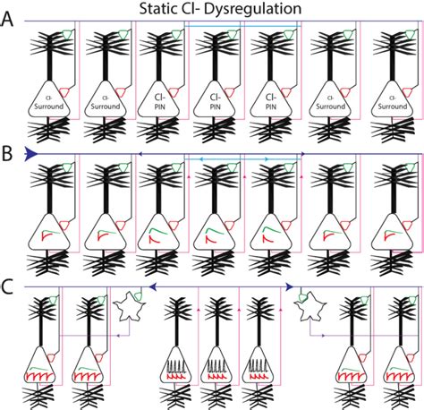 Illustration Of The Revised Pathologically Interconnected Neuron Pin Download Scientific