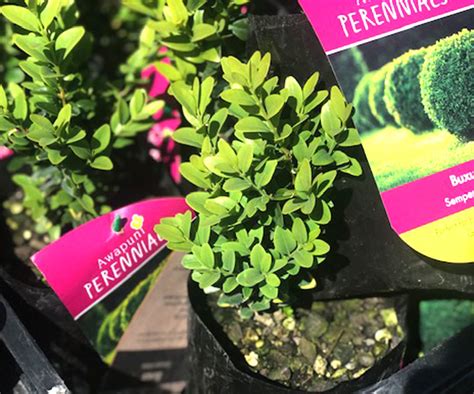 Buxus Sempervirens Awapuni Nurseries