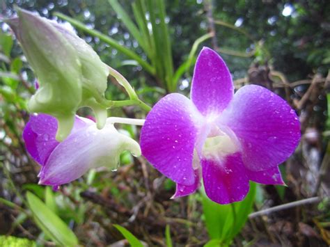 무료 이미지 식물학 플로라 야생화 꽃 피는 식물 까마귀 댕돔 육상 식물 보라색 가족 크리스마스 난초 카틀레야 라비아 타 4320x3240