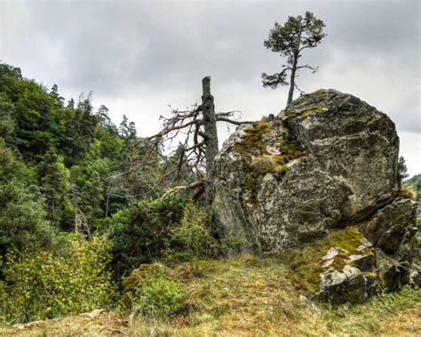 Безкоштовна картинка гори дерева природи небо ландшафт відкритий трава
