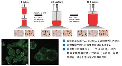 干细胞3d微载体大规模培养 微载体大规模培养 华辰生物