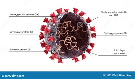 Illustrazione Realistica In 3d Del Diagramma Della Struttura Del Virus