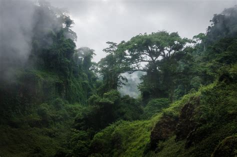 Congo Rainforest Cool Earth