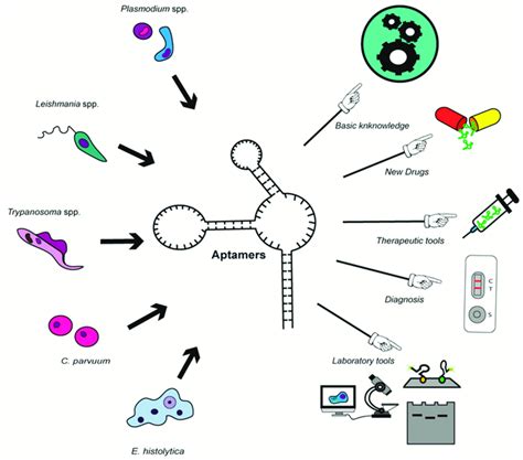Potential Applications For Dnarna Aptamers Against Proteins Of Download Scientific Diagram
