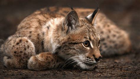Lynx Wallpapers Wallpaper Cave