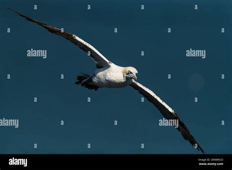 Gannet 4 Year Old With Partly Black Wings Stock Photo Alamy
