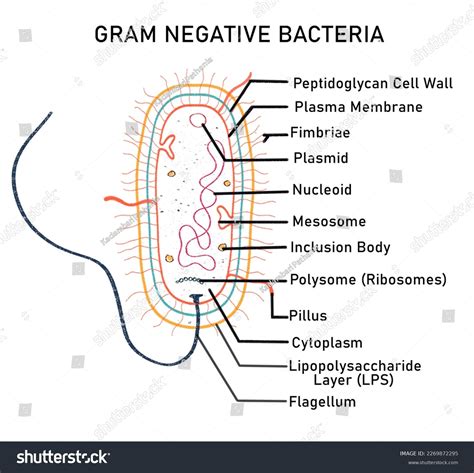 Gram Negative Bacteria Prokaryotic Organisms Structure Stock