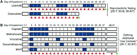 Experimental Design 3 Dimensional Bone 3 Dimensional Bone Tumor And Download Scientific