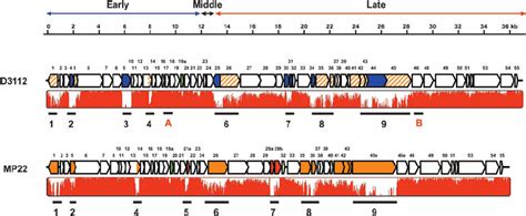 Comparative Genome Maps With Genome Alignment Results The Genomes And