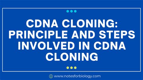 Cdna Cloning Principle And Steps Involved In Cdna Cloning