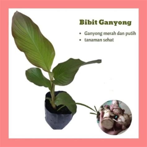 Jual Bibit Benih Ganyong Merah Varietas Unggul Shopee Indonesia