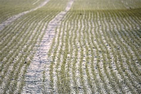 През февруари при първа възможност трябва да започне подхранването на зимните житни култури с