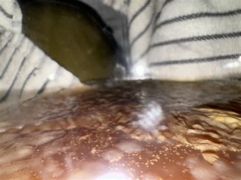 Scoby Mother Mould Kahms Yeast Rkombucha