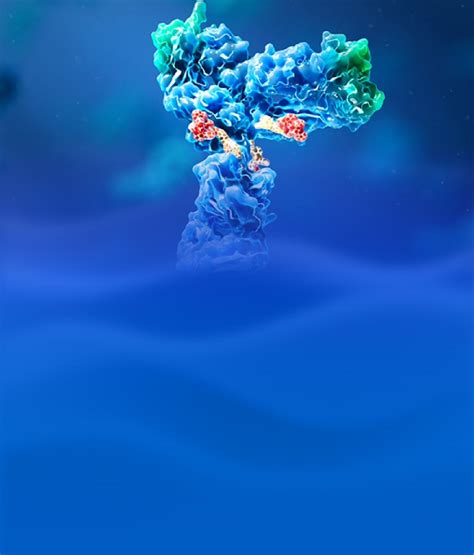 Antibody Drug Conjugate ADC Bioanalysis Strategies Based On LC MS WuXi AppTec DMPK