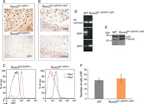 runx3 promoter usage in nkc a e11 implantation site sections of