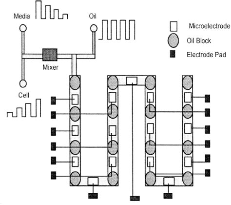 Figure 2 From Automated Multiplexed Multidensity Microfluidic Msup 3