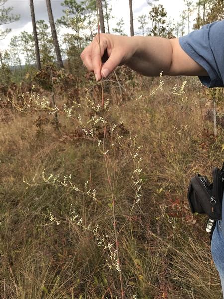 Polygonella Gracilis Wireweed Fsus