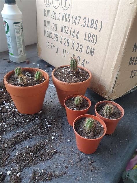 Repotting My Seedlings Left Me Impressed By The Size Of Their Roots R