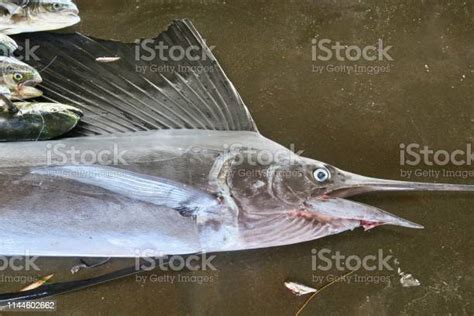 해산물 시장 경매 장 인도 어 부 인도 남 케랄라에서 갓 잡은 신선한 생선 생선 및 기타 해양 어류의 이미지 0명에 대한 스톡 사진 및 기타 이미지 Istock