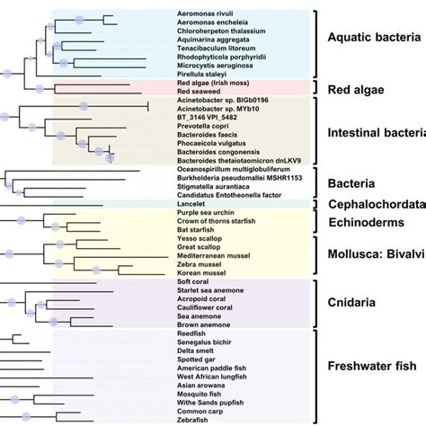 a maximum likelihood phylogenetic tree derived from the alignment of 48