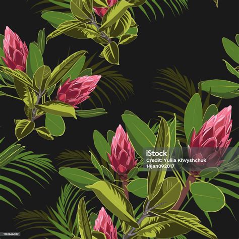 벡터 원활한 열 대 패턴 선명한 열 대 단풍 선인장 탄성과 야자수 잎 레드 프로 테아 꽃 현대 어두운 여름 인쇄 디자인입니다 검정색 배경입니다 0명에 대한 스톡 벡터 아트