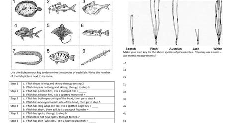 Unlocking The Mystery Decoding Dichotomous Key Lab Answers