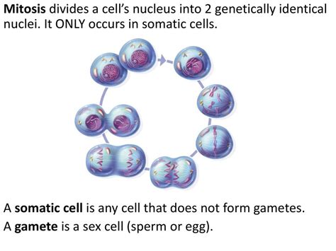 Mitosis And Cytokinesis Ppt Download