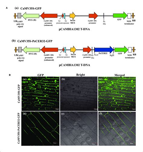 Subcellular Localization Of Gfp Fused Pecer32 Protein Based On