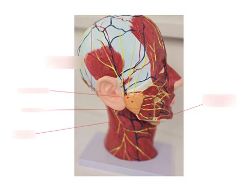 Lab 6 E Diagram Quizlet
