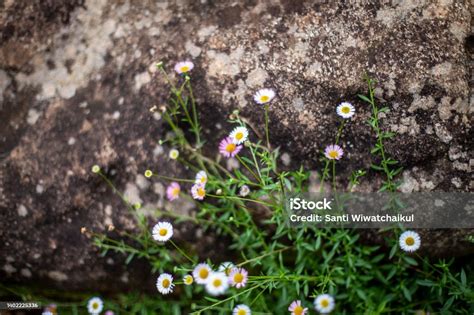 멕시코 데이지 스페인 데이지 산타 바바라 데이지의 카펫으로 알려진 에리게론 카르빈스키아나누스의 꽃 꽃 배경 0명에 대한 스톡 사진 및 기타 이미지 Istock
